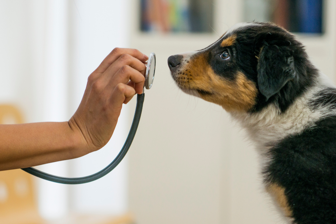 Pet Illness & Accident Care | Village Vet Animal Clinic