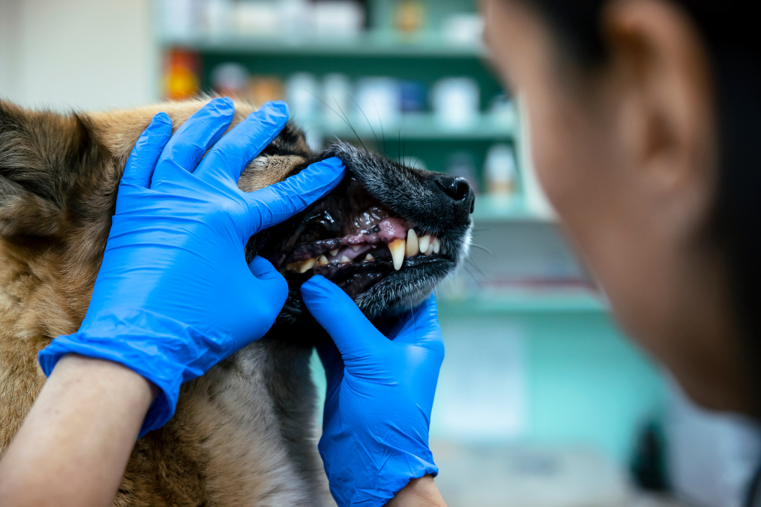 Pet Periodontal Preventative Care & Intervention | Village Vet Animal ...